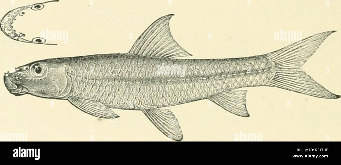 Denticulation High Resolution Stock Photography and Images - Alamy