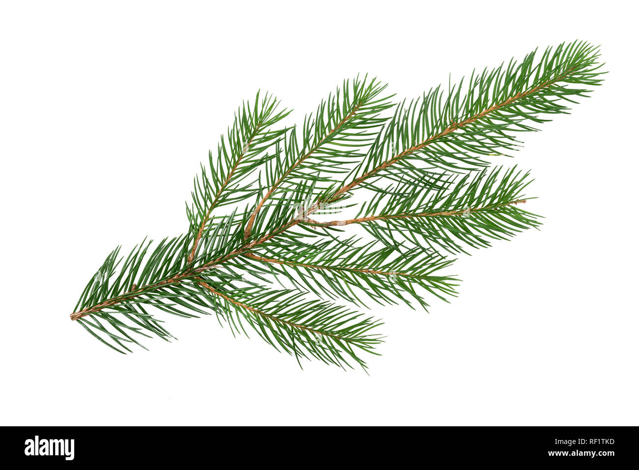 Perfect spruce branch isolated on a white background in close-up (high details Stock Photo - Alamy