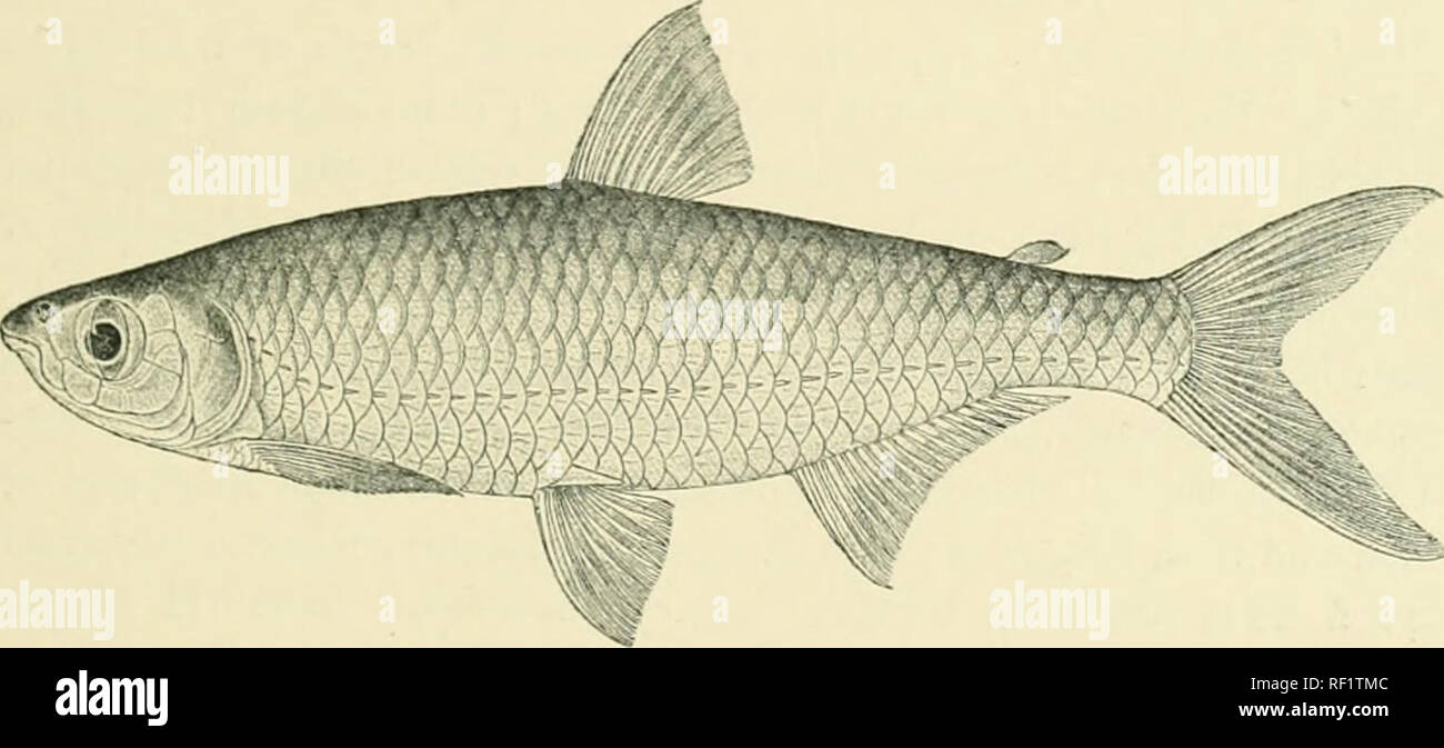 Developed gill rakers hi-res stock photography and images - Alamy