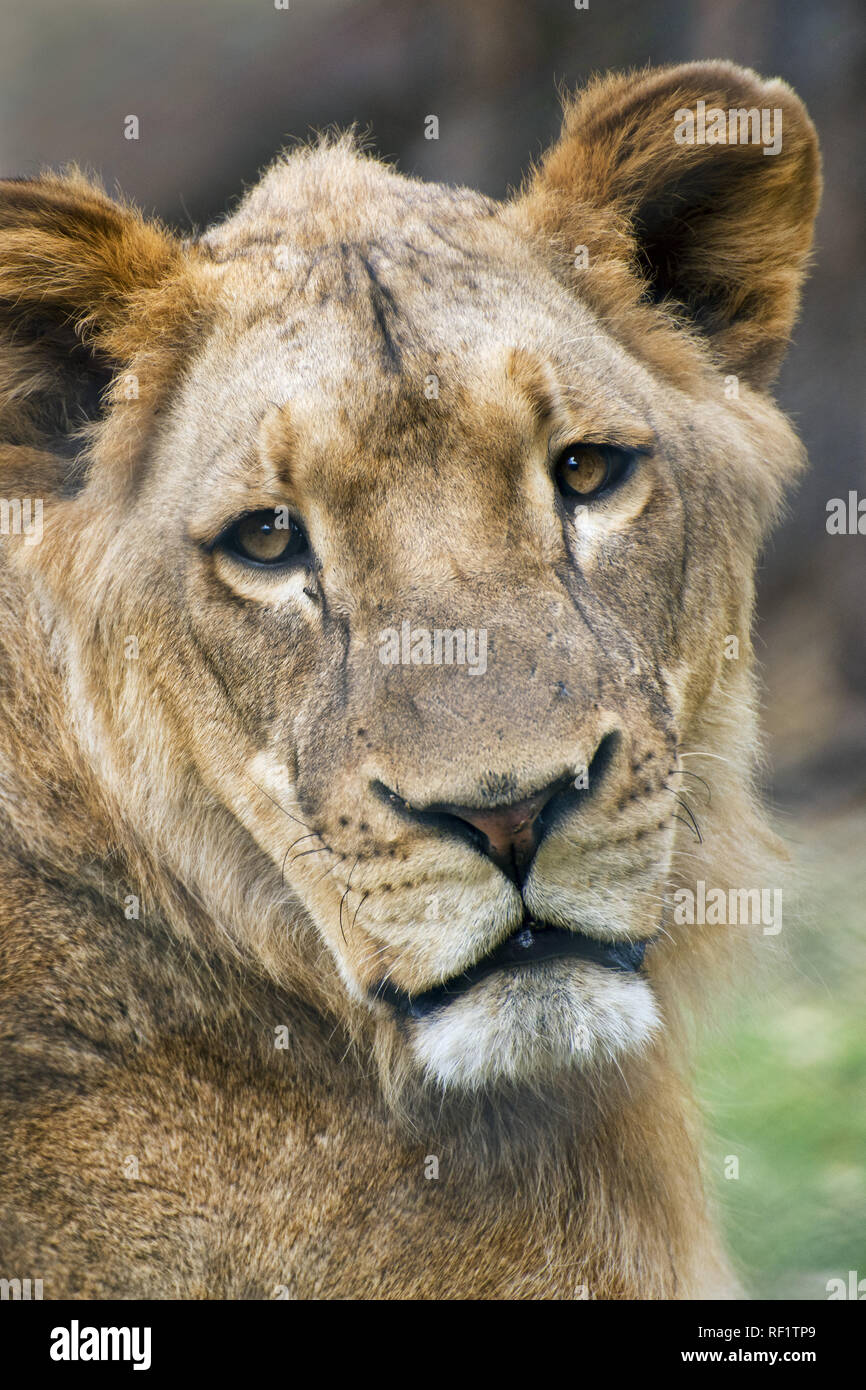 African lion - Panthera leo Stock Photo - Alamy