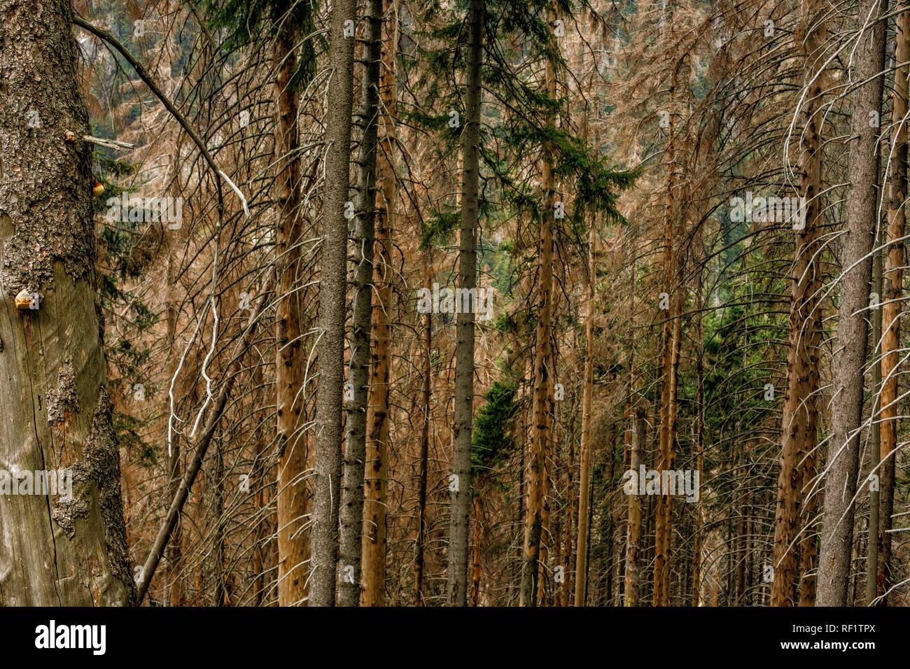 Trunks and branches of trees in dense coniferous forest, dried up dry ...