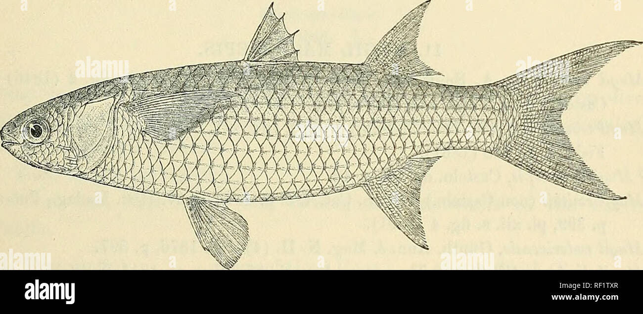 . Catalogue of the fresh-water fishes of Africa in the British Museum ...