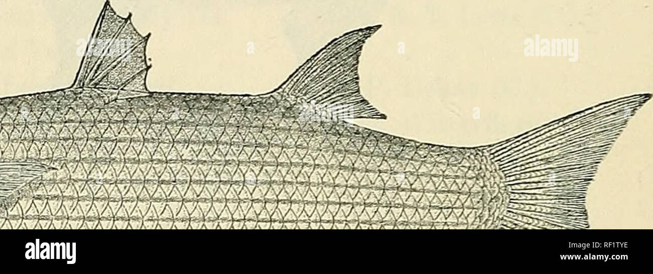 . Catalogue of the fresh-water fishes of Africa in the British Museum ...