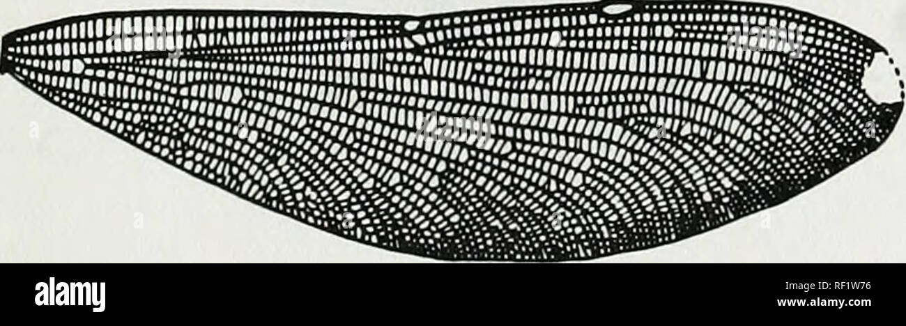 Neurobasis chinensis hi-res stock photography and images - Alamy