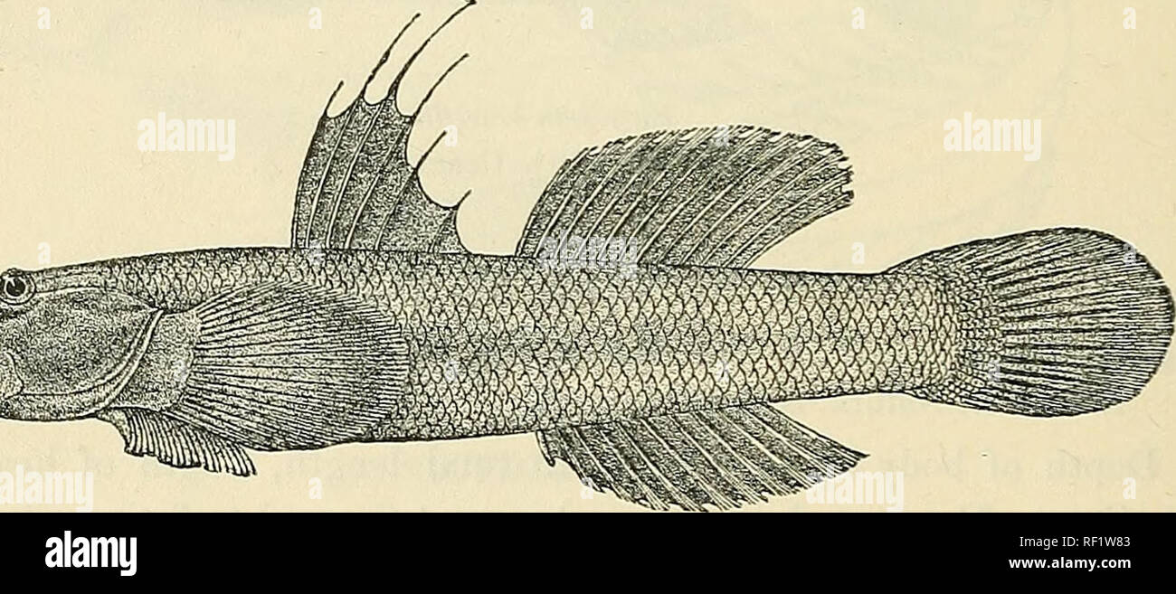 . Catalogue of the fresh-water fishes of Africa in the British Museum ...