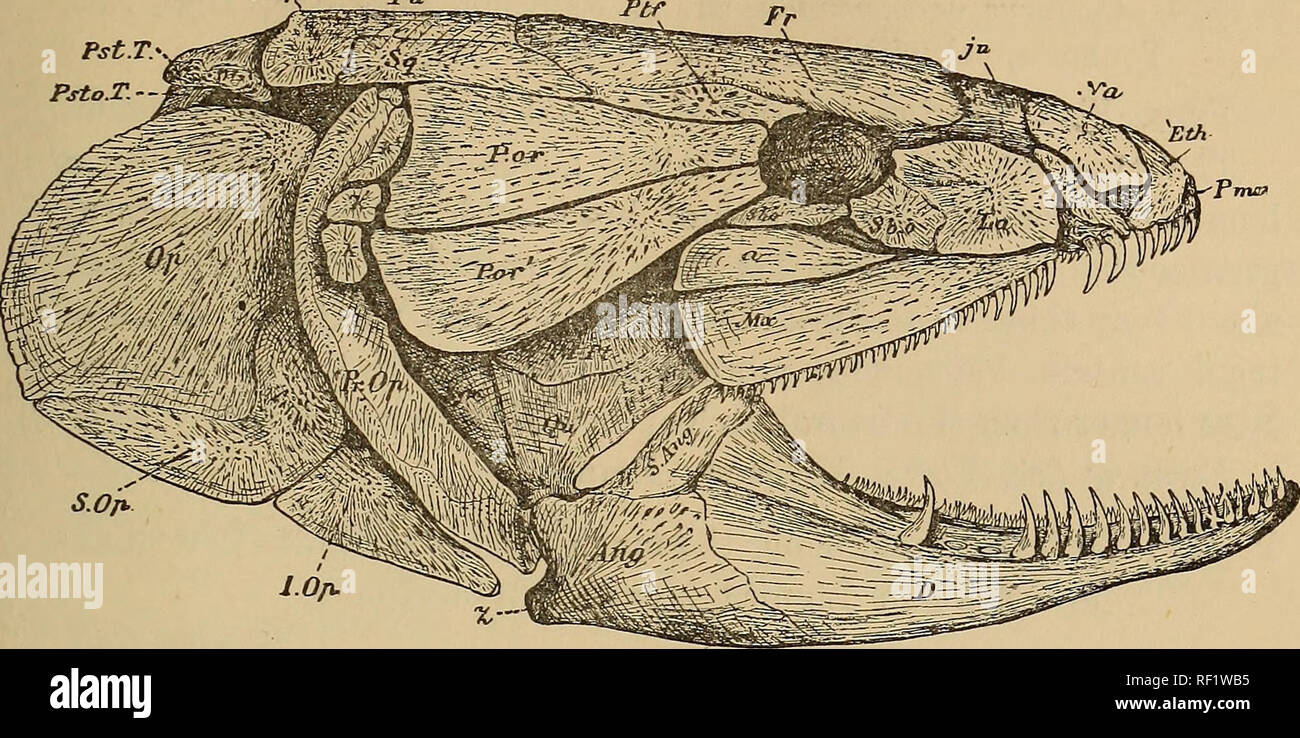 . Catalogue of the fossil fishes in the British Museum (Natural History ...