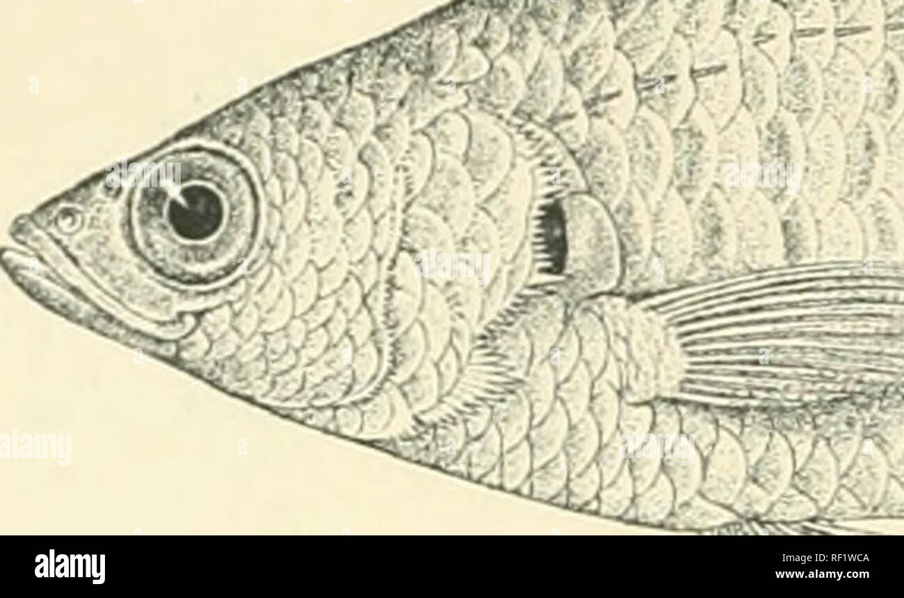 . Catalogue of the fresh-water fishes of Africa in the British Museum ...