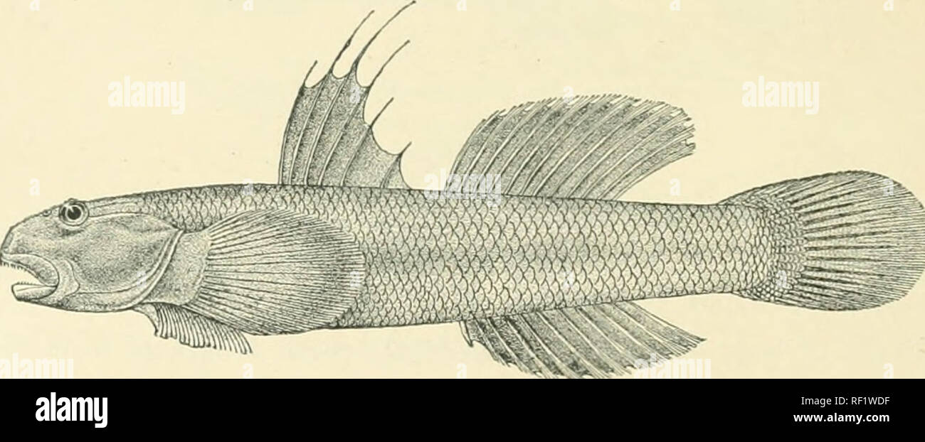 . Catalogue of the fresh-water fishes of Africa in the British Museum ...