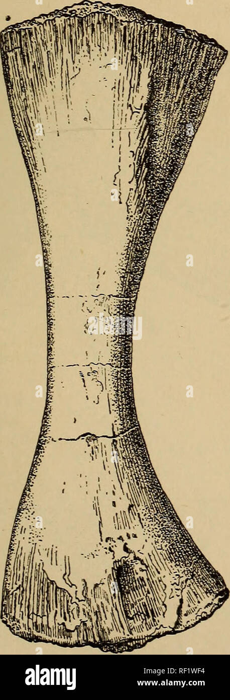 . Catalogue of the fossil fishes in the British Museum (Natural History ...
