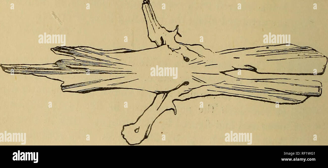 . Catalogue of the fossil fishes in the British Museum (Natural History ...