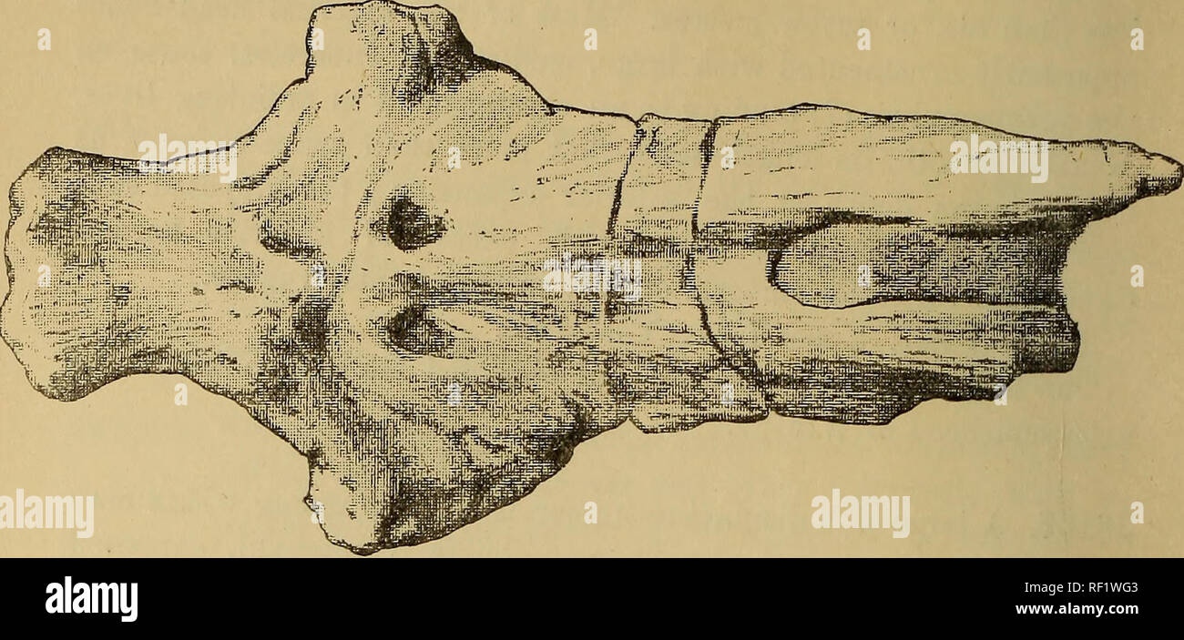 . Catalogue of the fossil fishes in the British Museum (Natural History ...