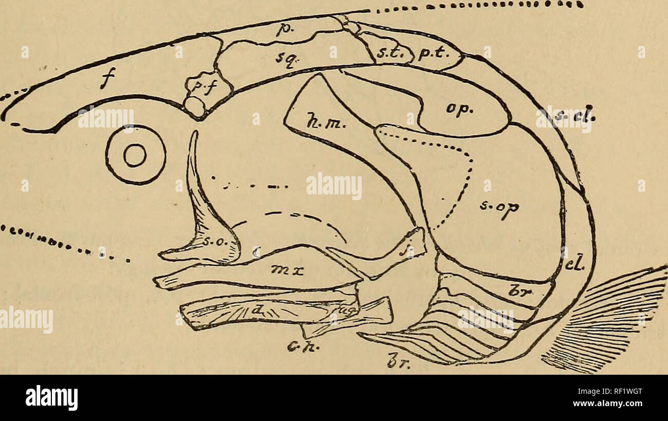 . Catalogue of the fossil fishes in the British Museum (Natural History ...