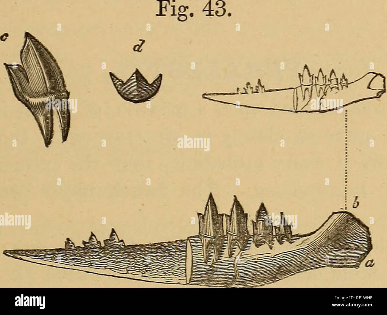 Mesozoic mammals hi-res stock photography and images - Alamy