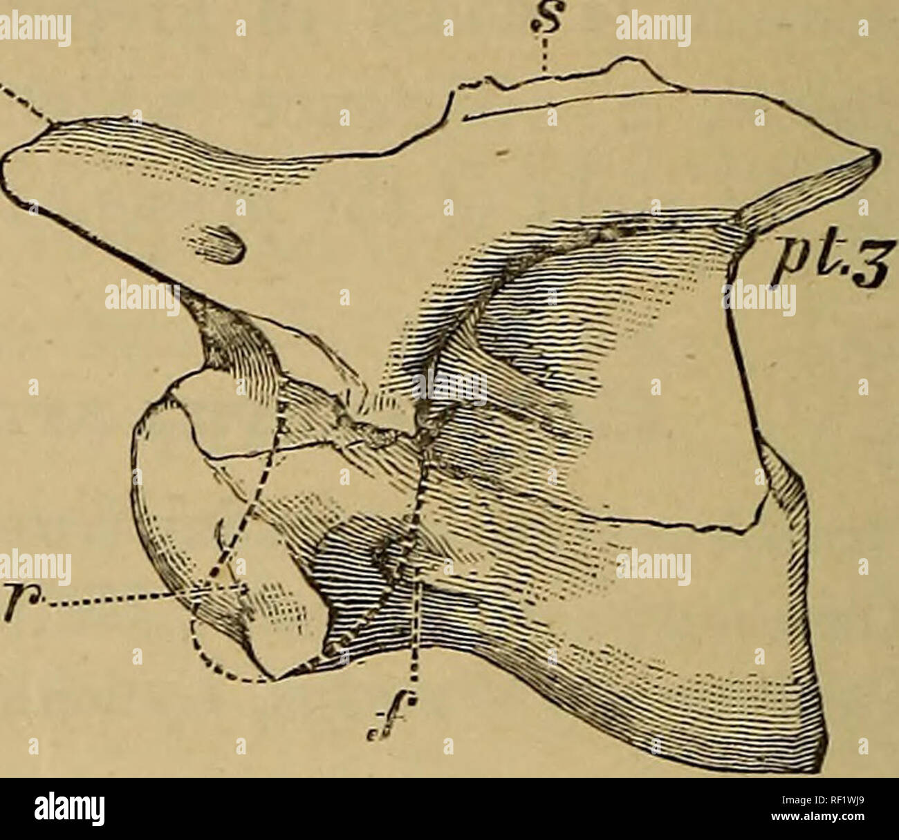 Cervical vertebra e hi-res stock photography and images - Alamy