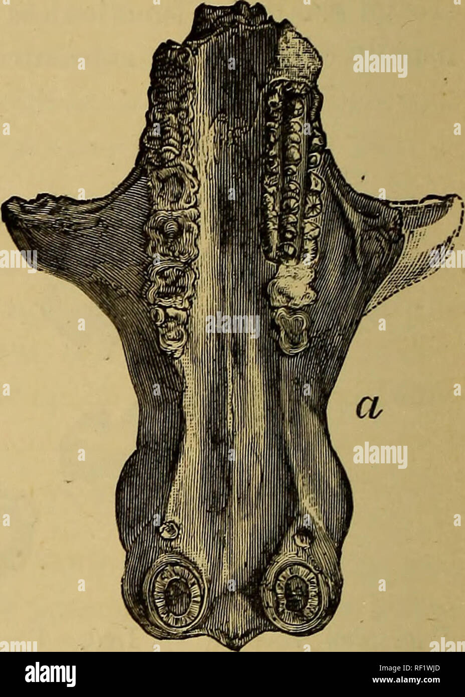 Tricuspid molars hi-res stock photography and images - Alamy