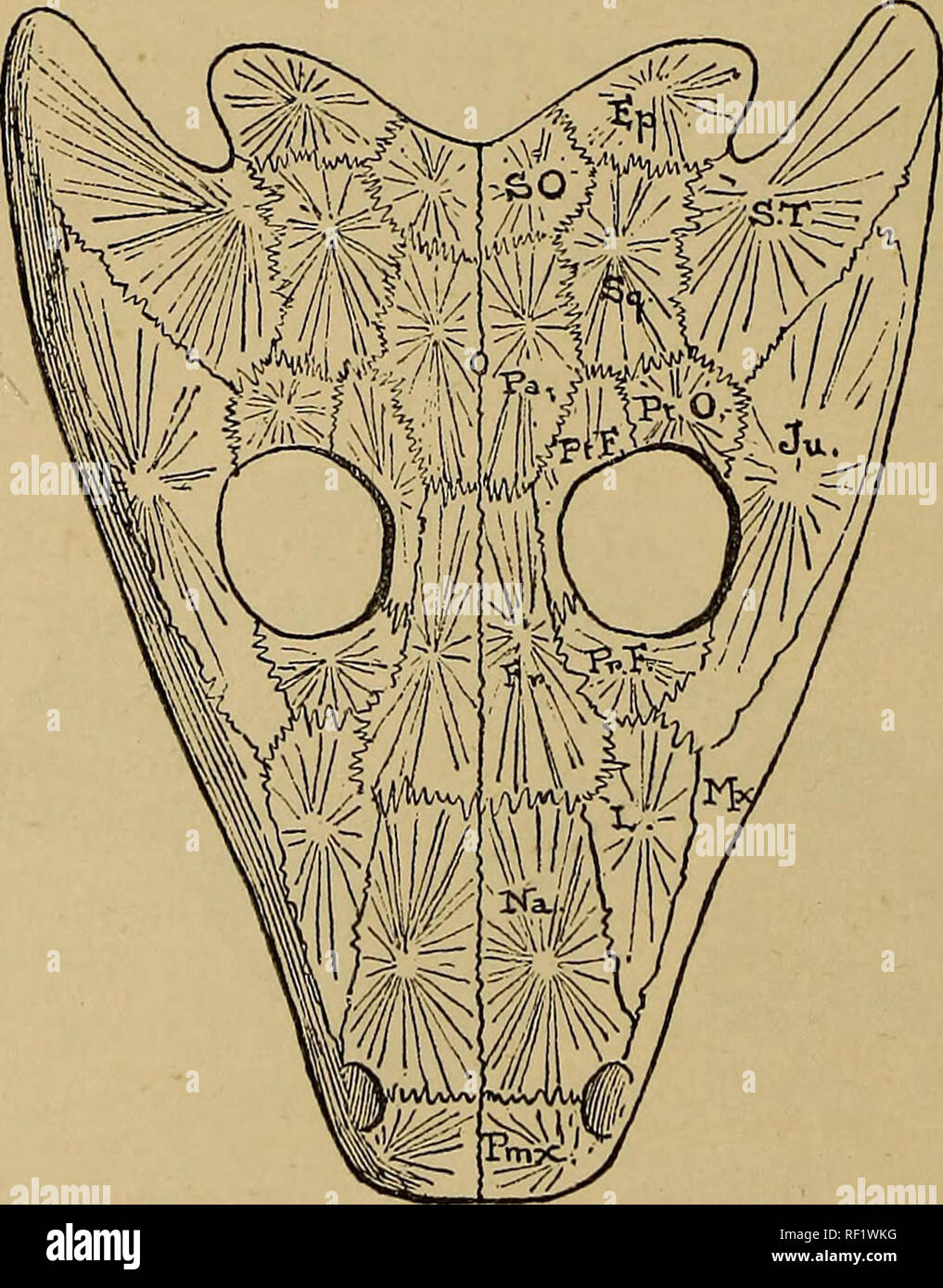. Catalogue of the fossil Reptilia and Amphibia in the British Museum ...