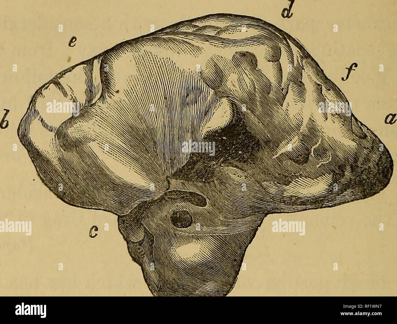 . Catalogue of the fossil Mammalia in the British museum, (Natural ...