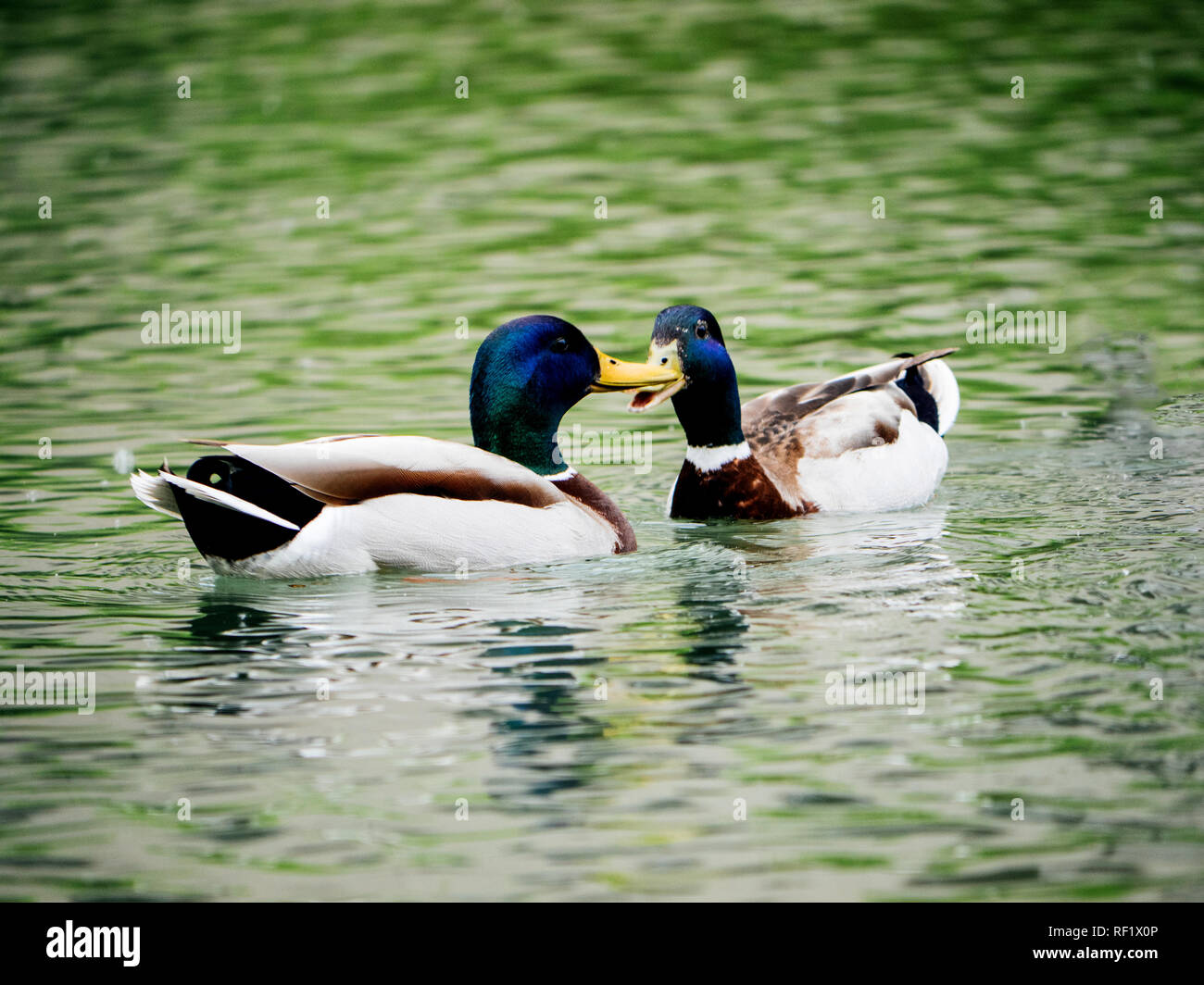 Two wild animals communicating hi-res stock photography and images - Alamy