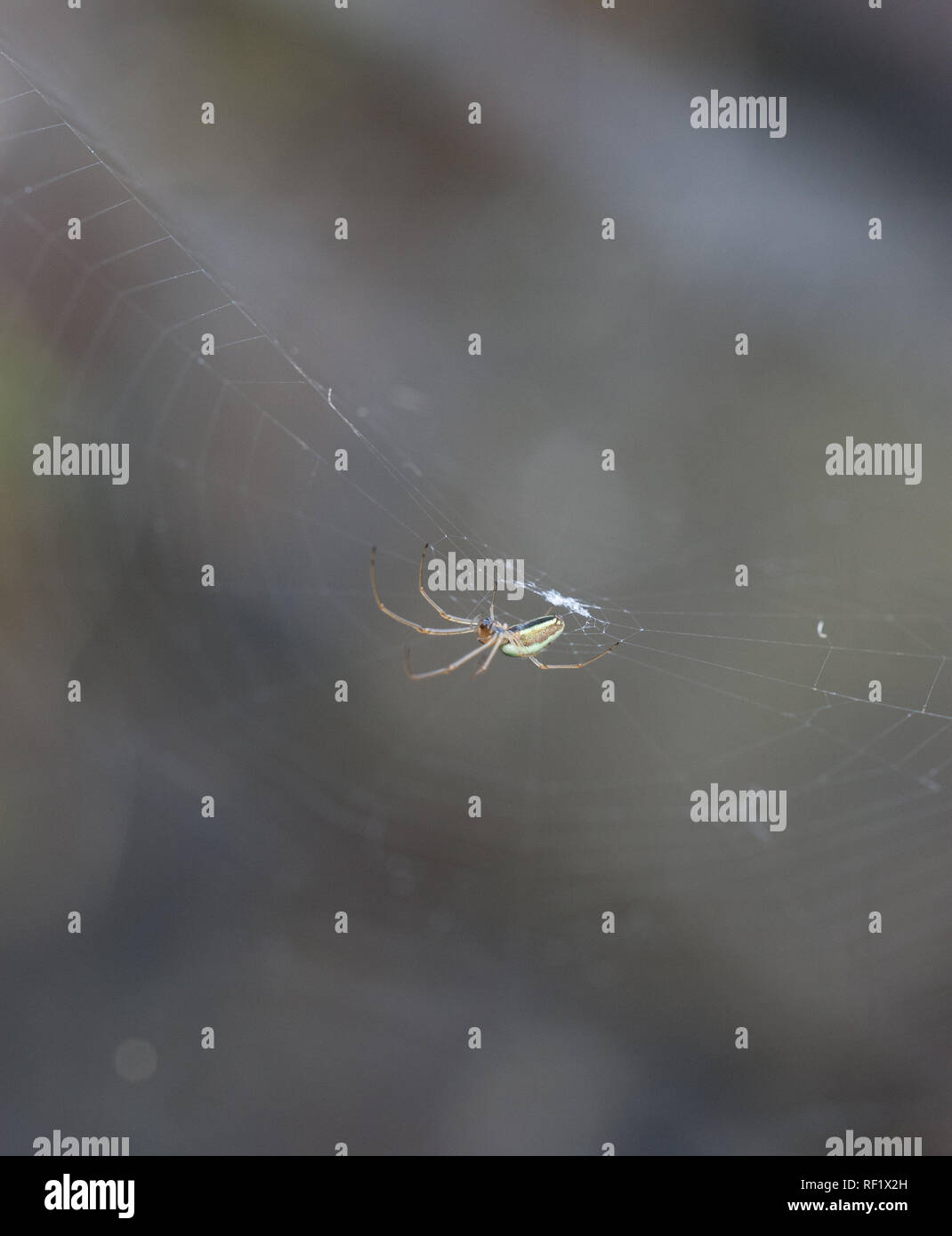 Spider spinnerets hi-res stock photography and images - Alamy