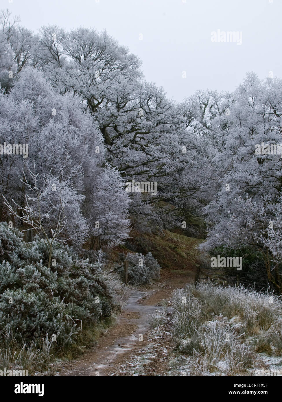 Air Frost on Trees Stock Photo - Alamy