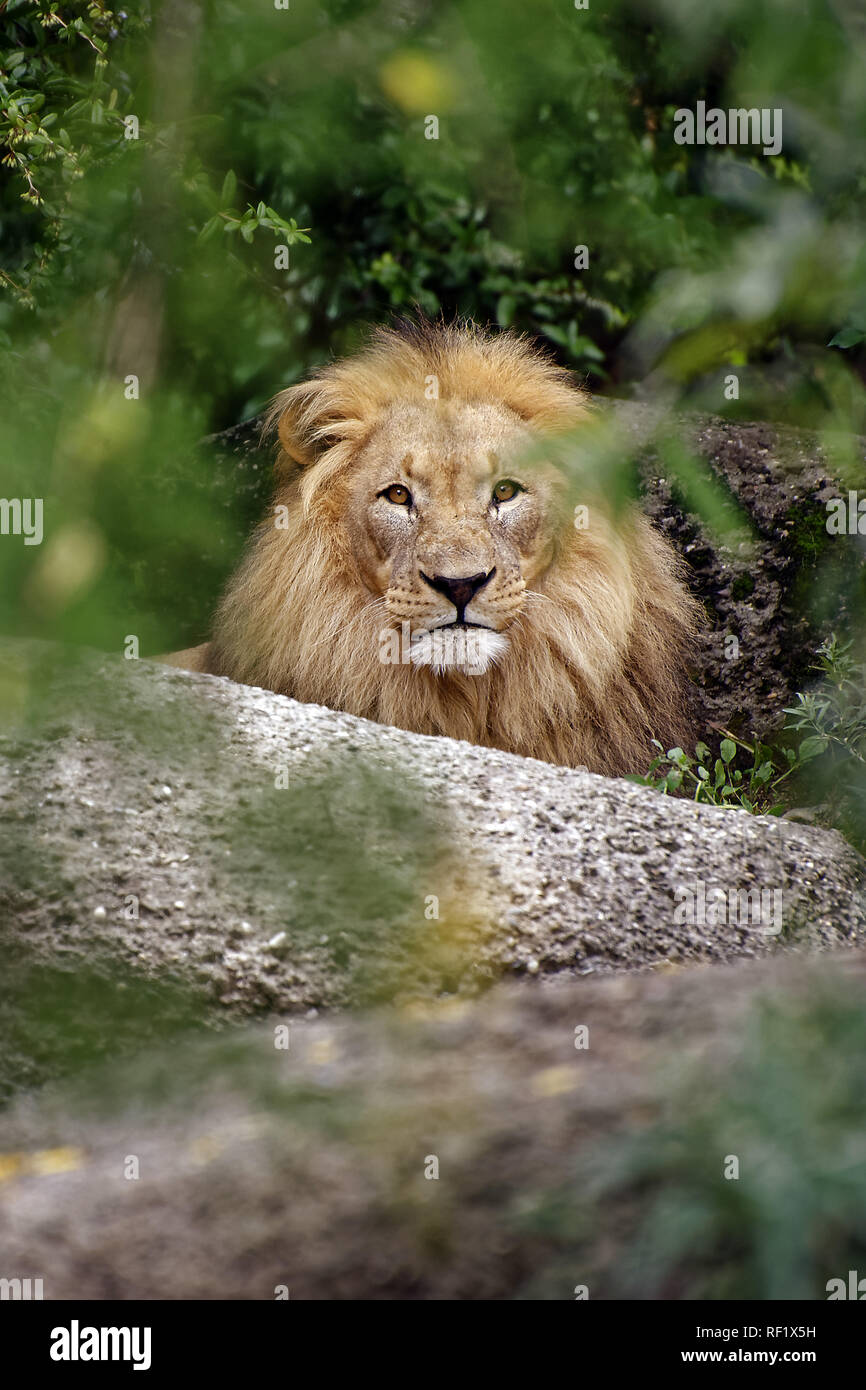 Lion photo vertical hi-res stock photography and images - Alamy