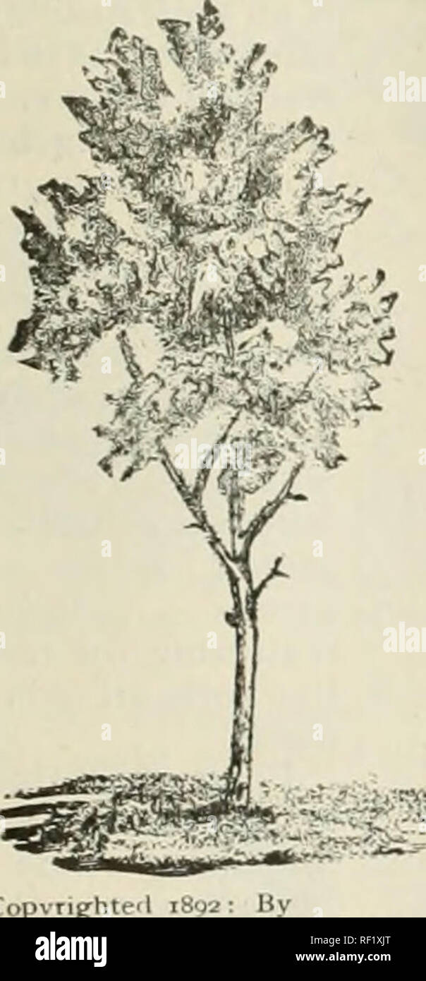 Young elm trees hi-res stock photography and images - Alamy