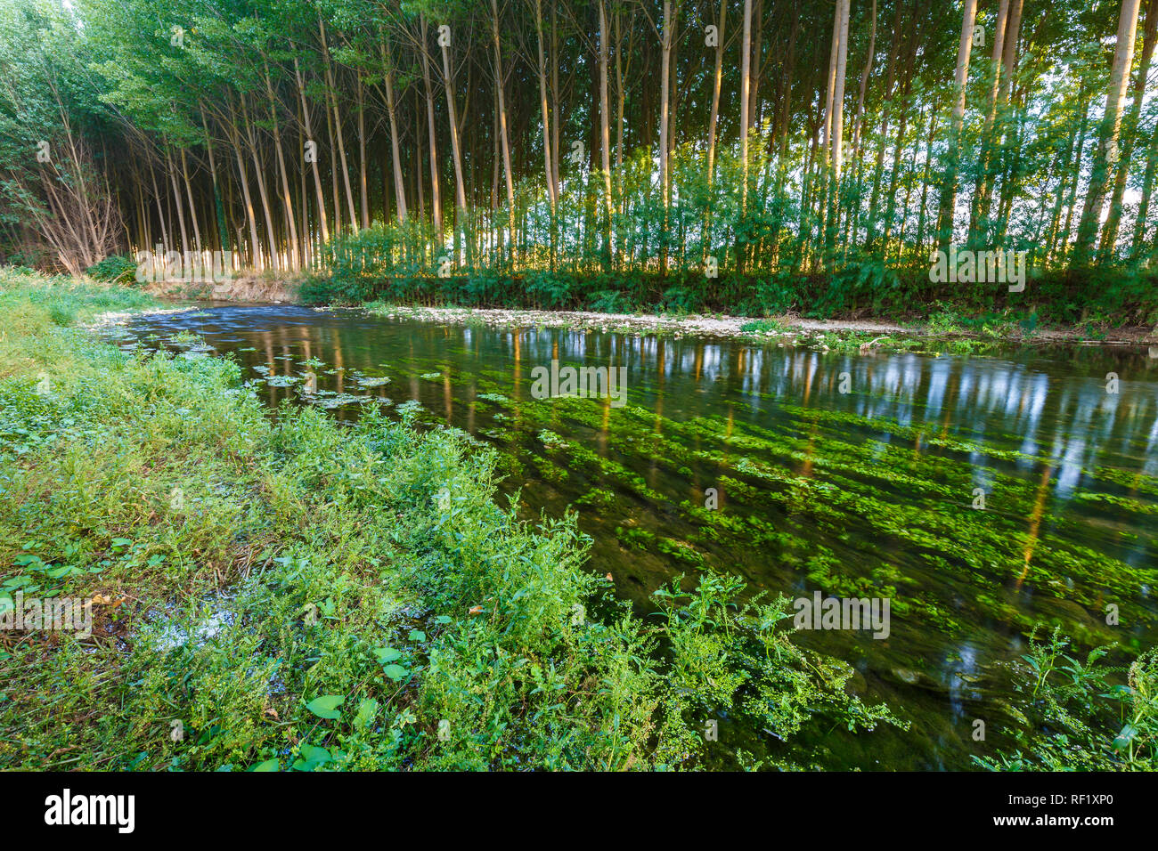 Waterside vegetation hi-res stock photography and images - Alamy
