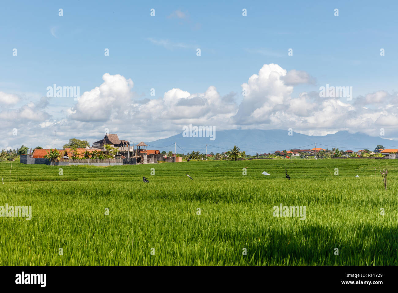 Rice fields, houses of Balinese village, clouds. Rural landscape, Bali ...