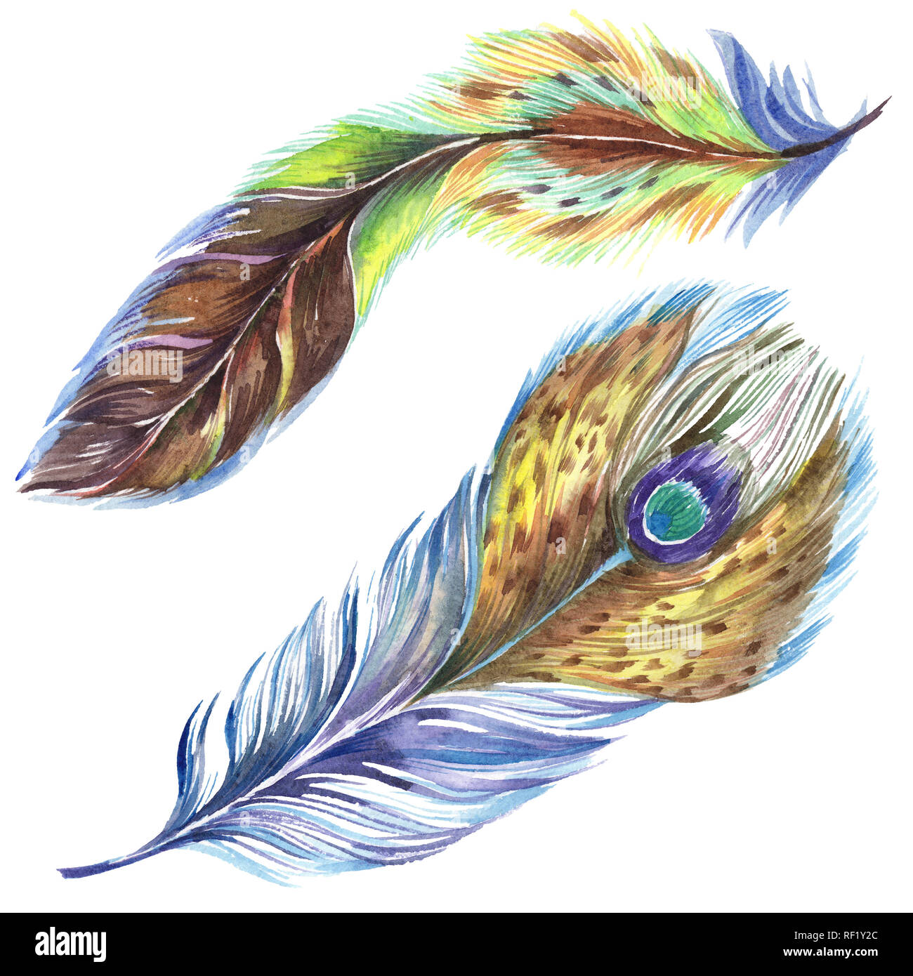 Colorful feathers. Watercolor bird feather from wing isolated ...