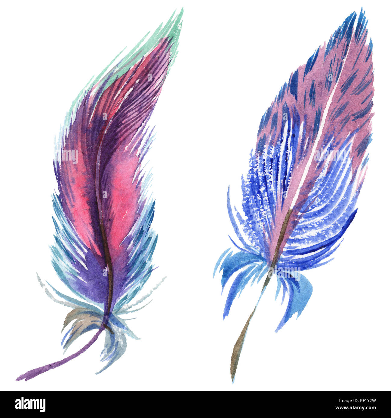 Colorful Feathers Drawing