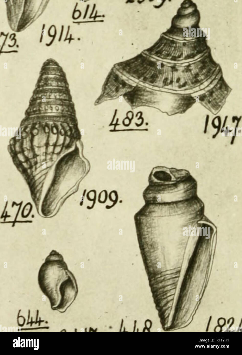 . [Philip Pearsall Carpenter's illustrations of mollusk specimens ...
