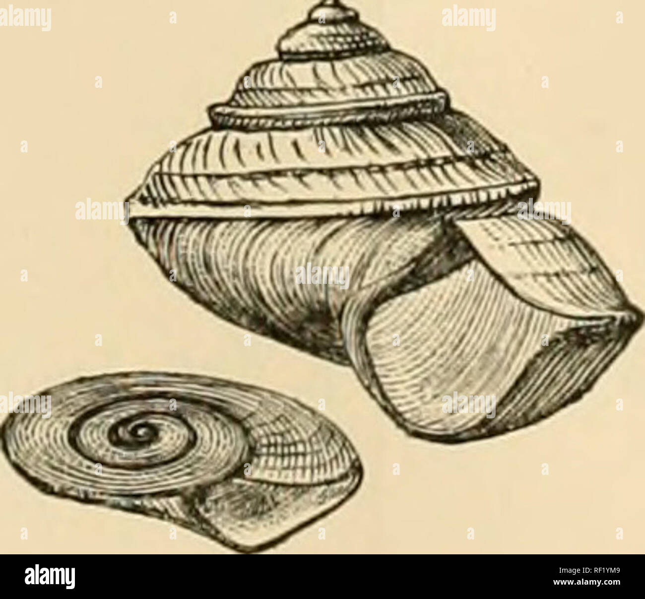 Conularia hi-res stock photography and images - Alamy