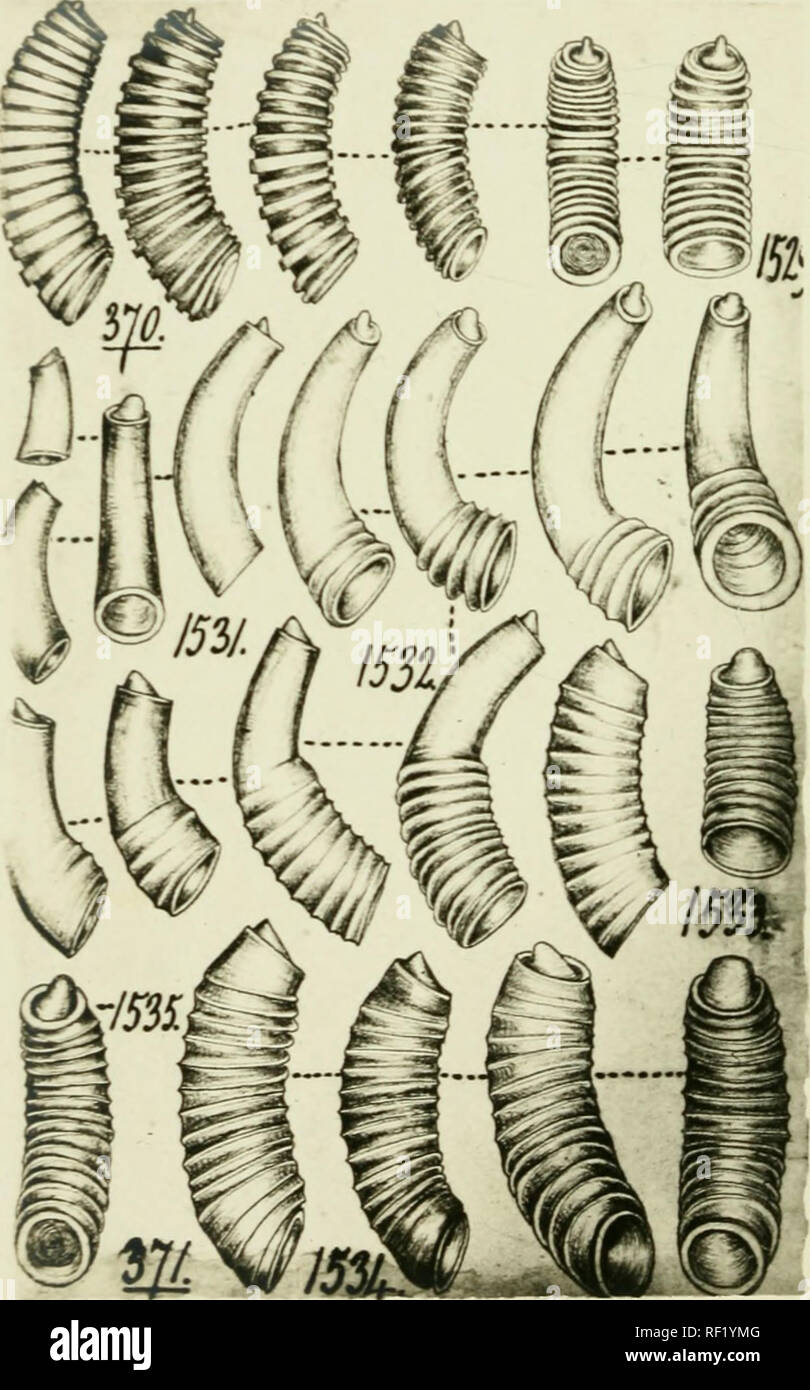 . [Philip Pearsall Carpenter's illustrations of mollusk specimens ...