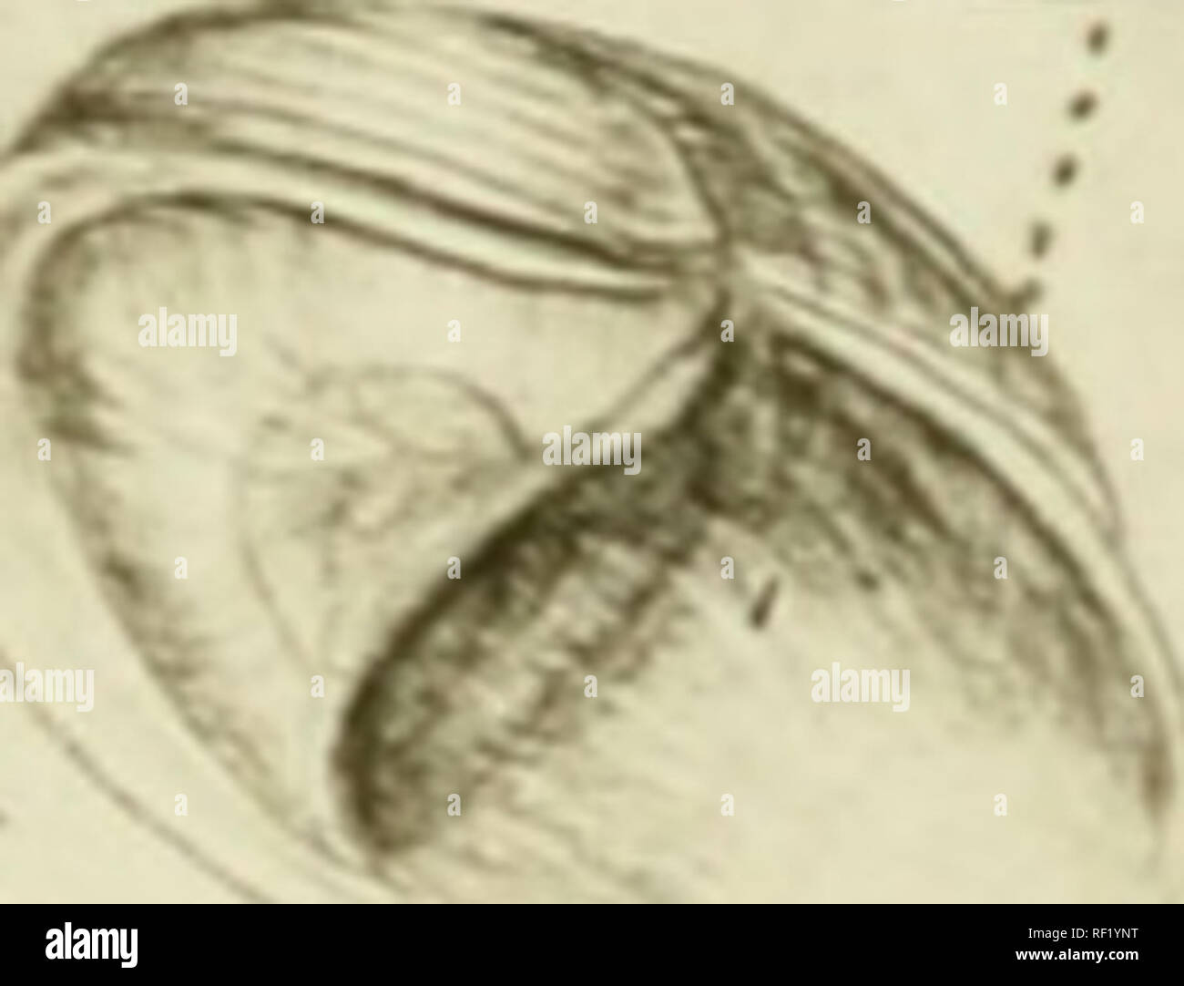 . [Philip Pearsall Carpenter's illustrations of mollusk specimens ...