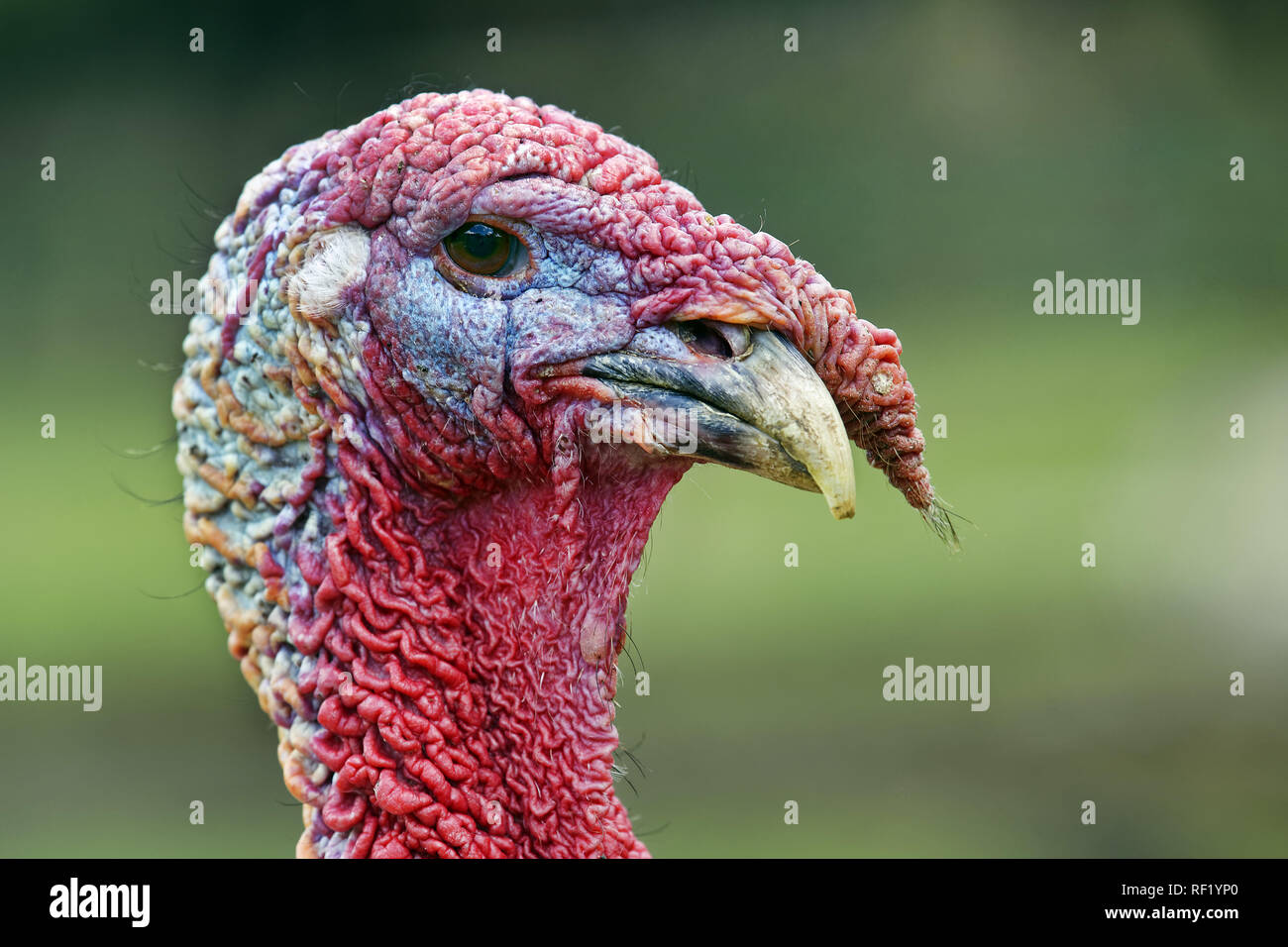 Ugly animal hi-res stock photography and images - Alamy