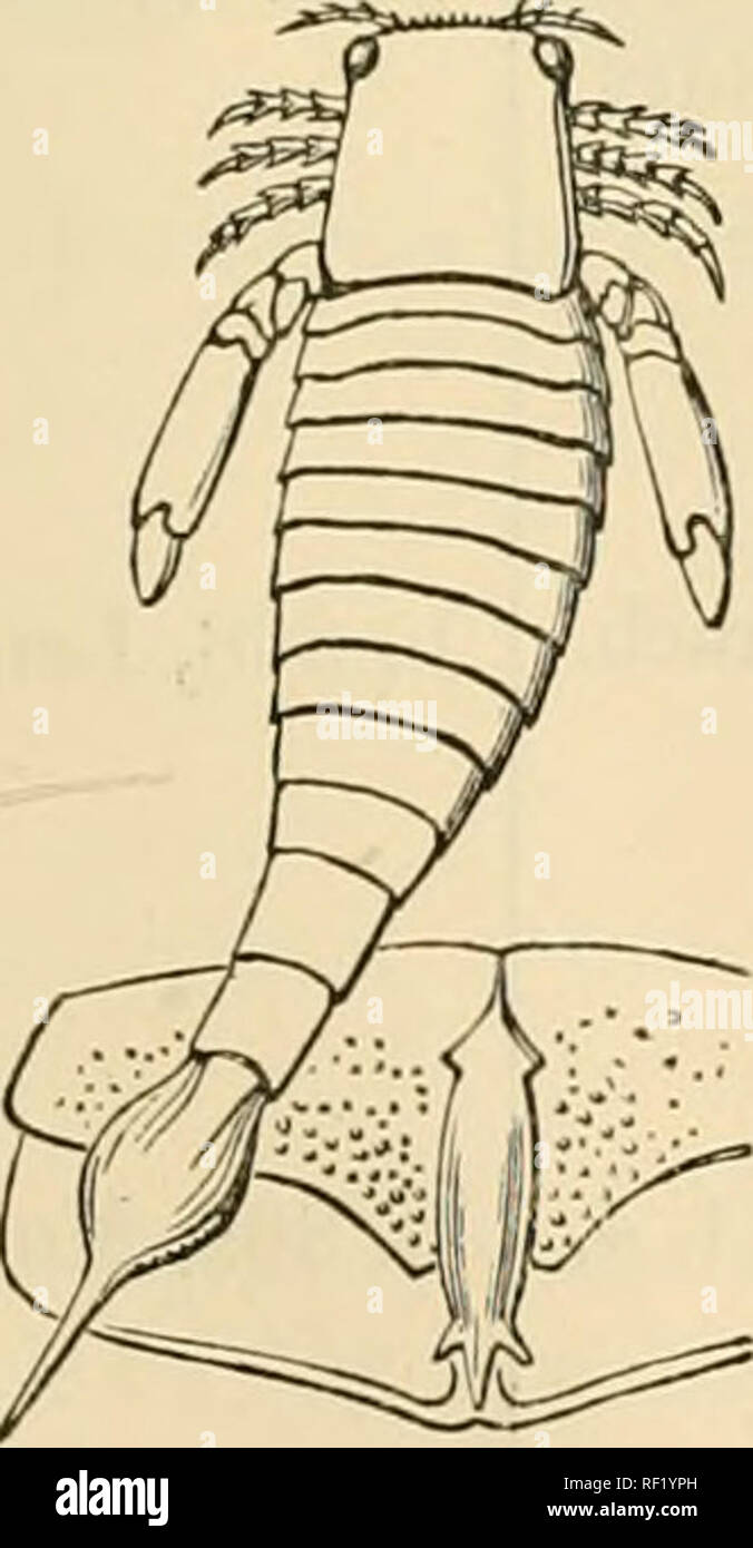 . A catalogue of the collection of Cambrian and Silurian fossils ...