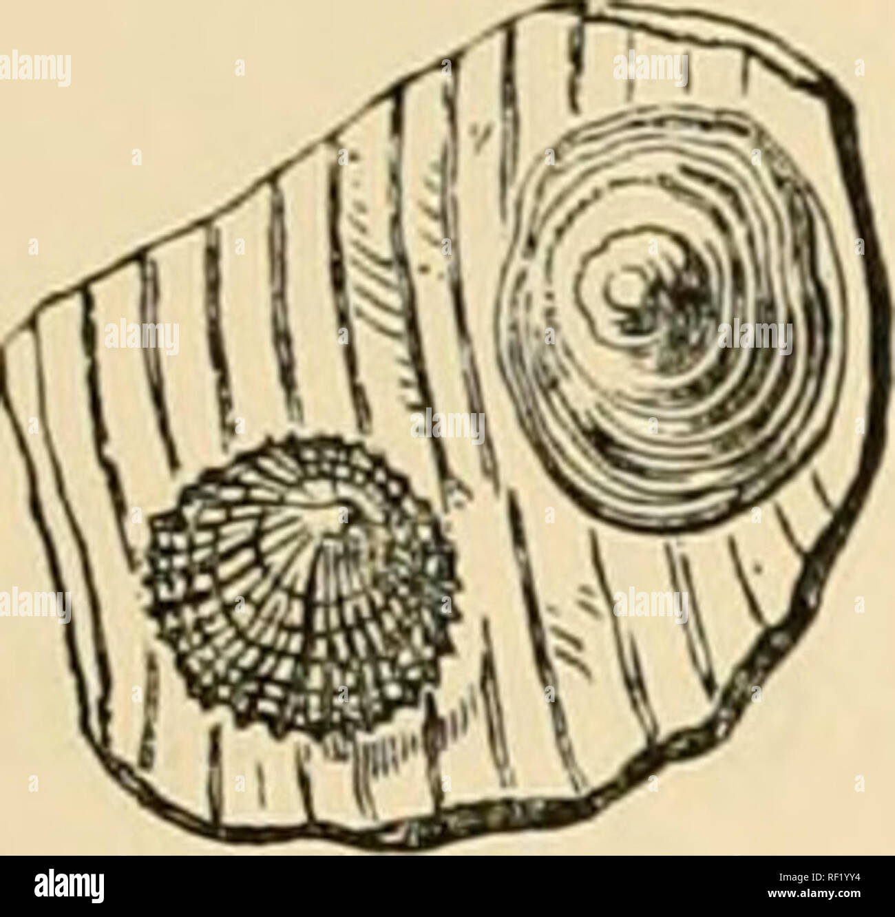 . A catalogue of the collection of Cambrian and Silurian fossils ...