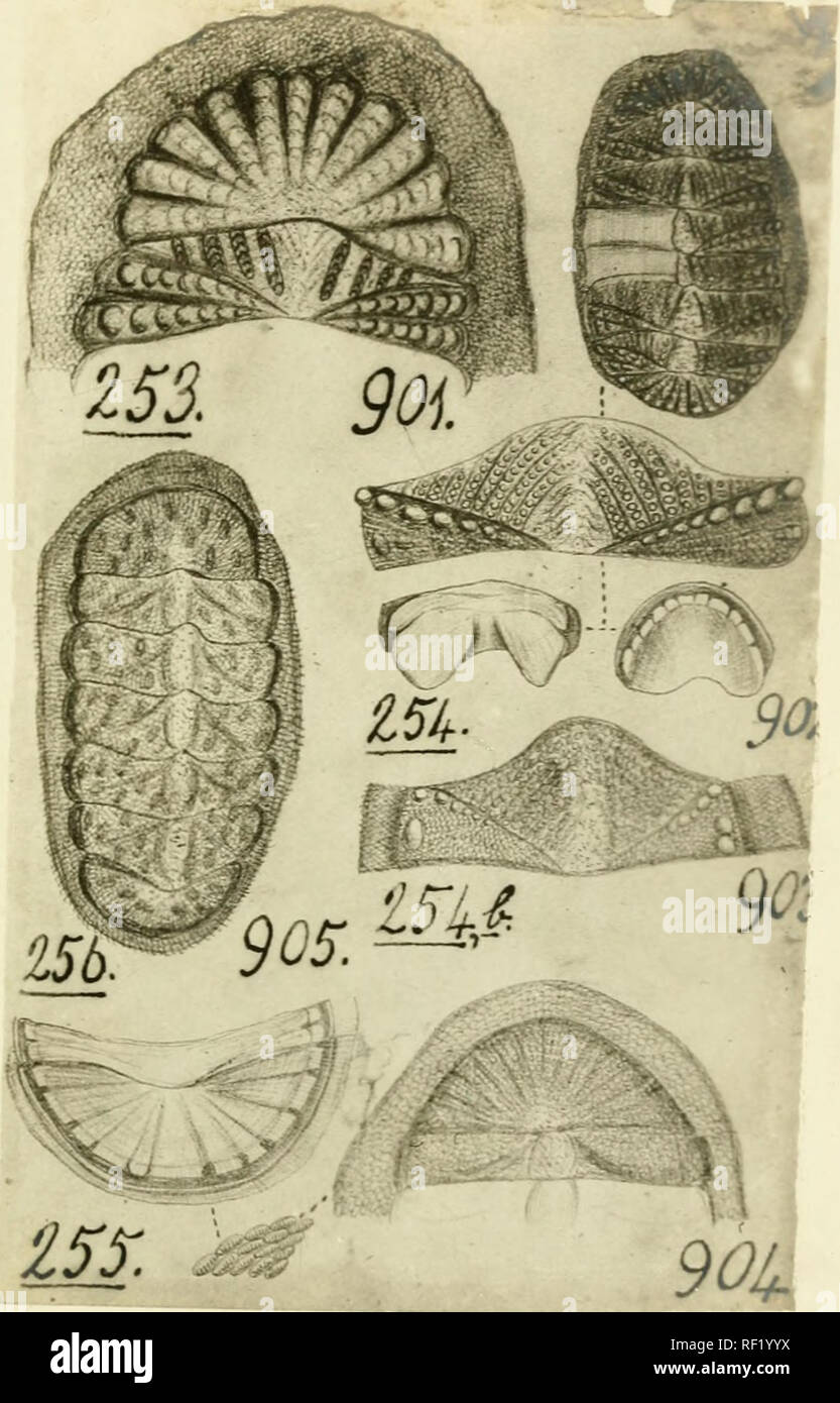 . [Philip Pearsall Carpenter's illustrations of mollusk specimens ...