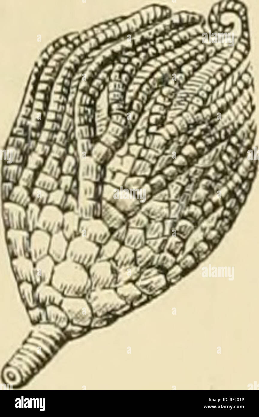 Feathered prop hi-res stock photography and images - Alamy