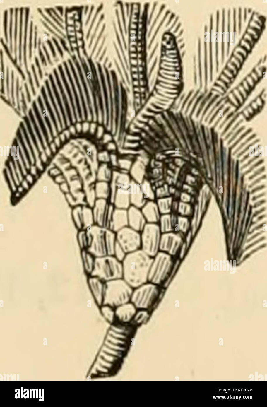 Conical Fossils High Resolution Stock Photography and Images - Alamy