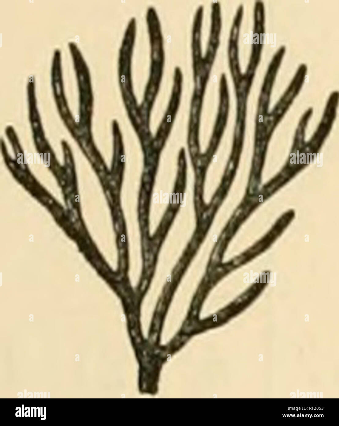 Silurian limestone wenlock formation hi-res stock photography and ...