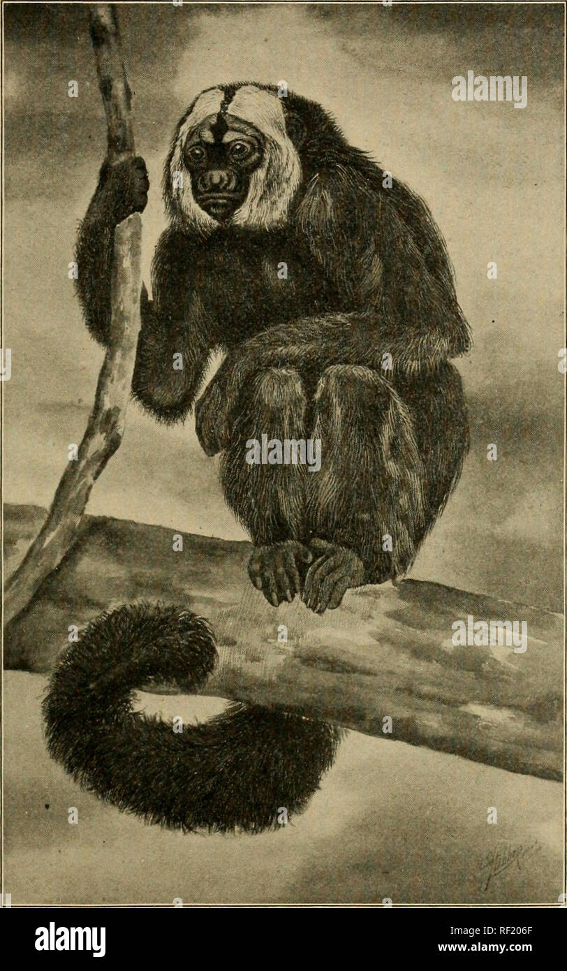 Callicebus discolor hi-res stock photography and images - Alamy