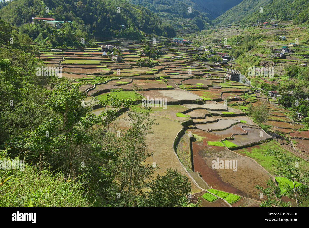 The beautiful UNESCO rice terraces in Hapao, Banaue, Mountain Province ...