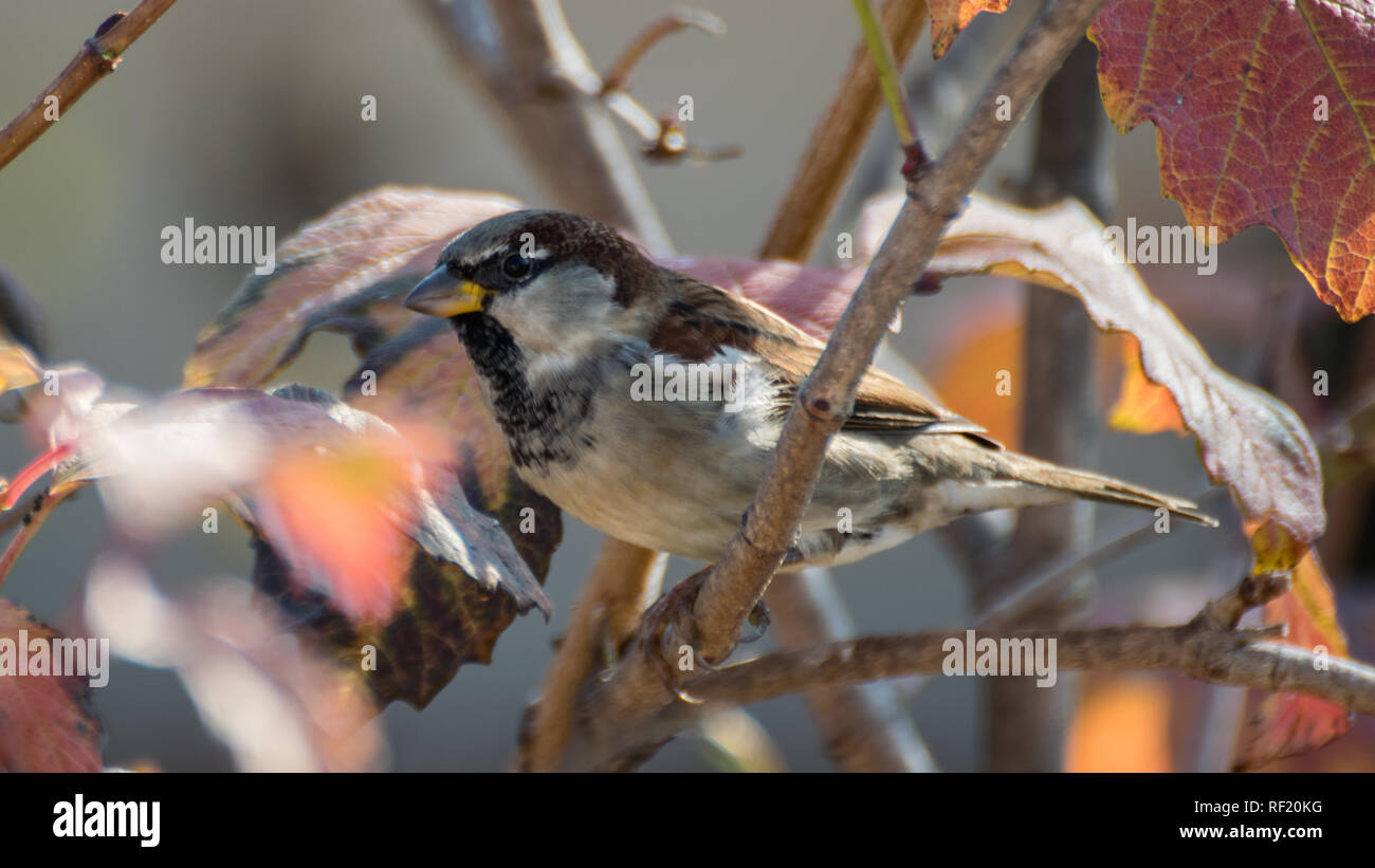 Sparow hi-res stock photography and images - Alamy