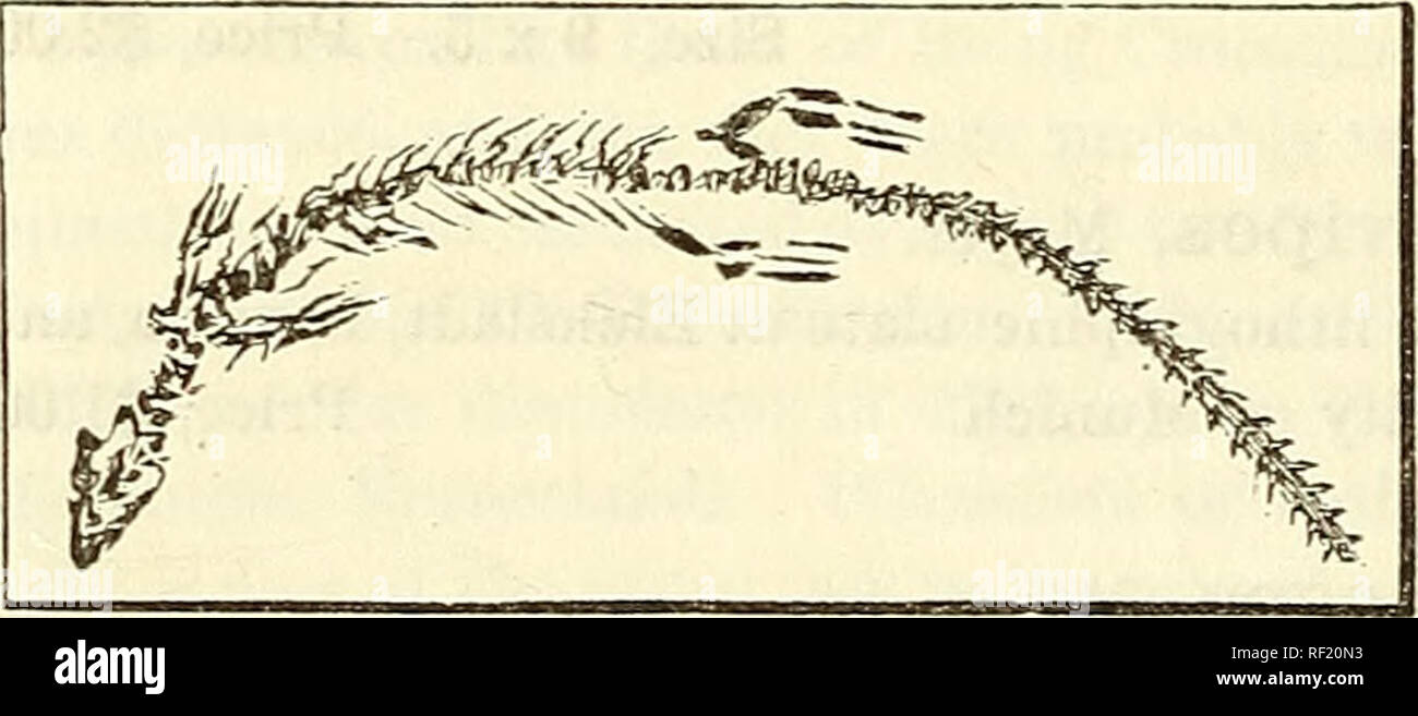 . Catalogue of casts of fossils, from the principal museums of Europe ...