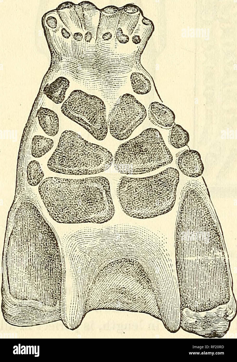 Nothosaurus hi-res stock photography and images - Alamy