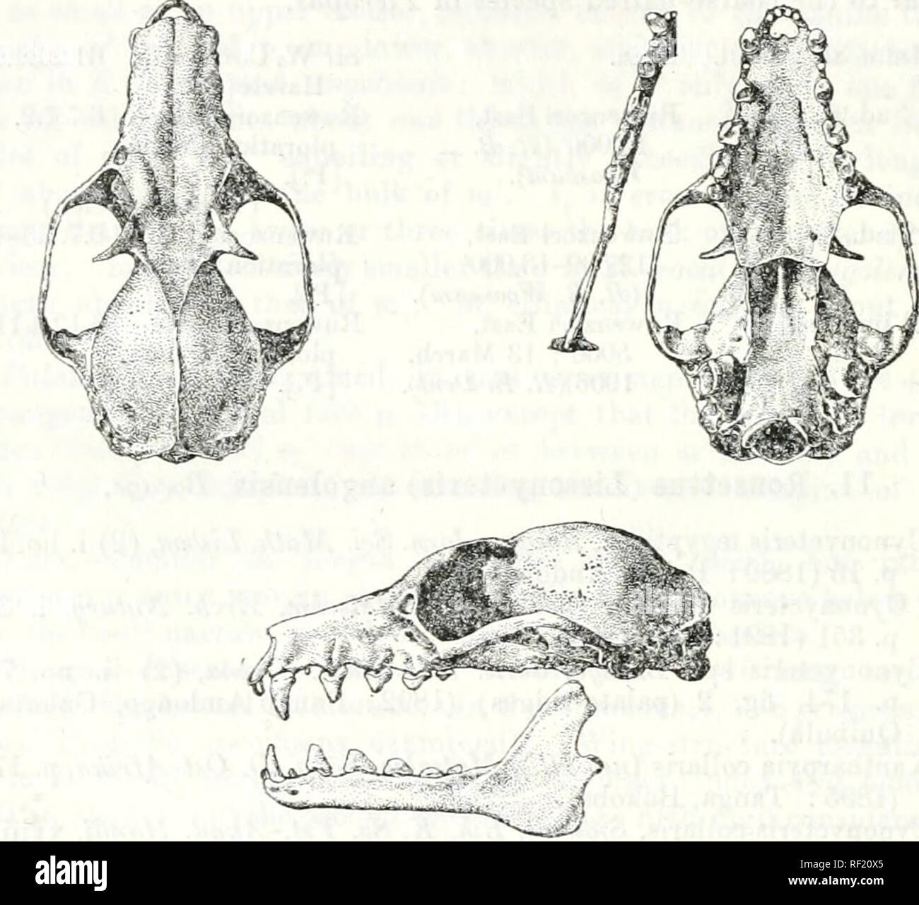 Occipital Condyle Bird