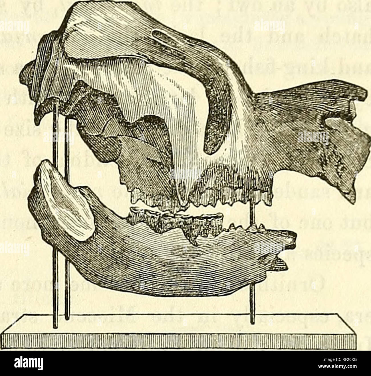 . Catalogue of casts of fossils, from the principal museums of Europe ...