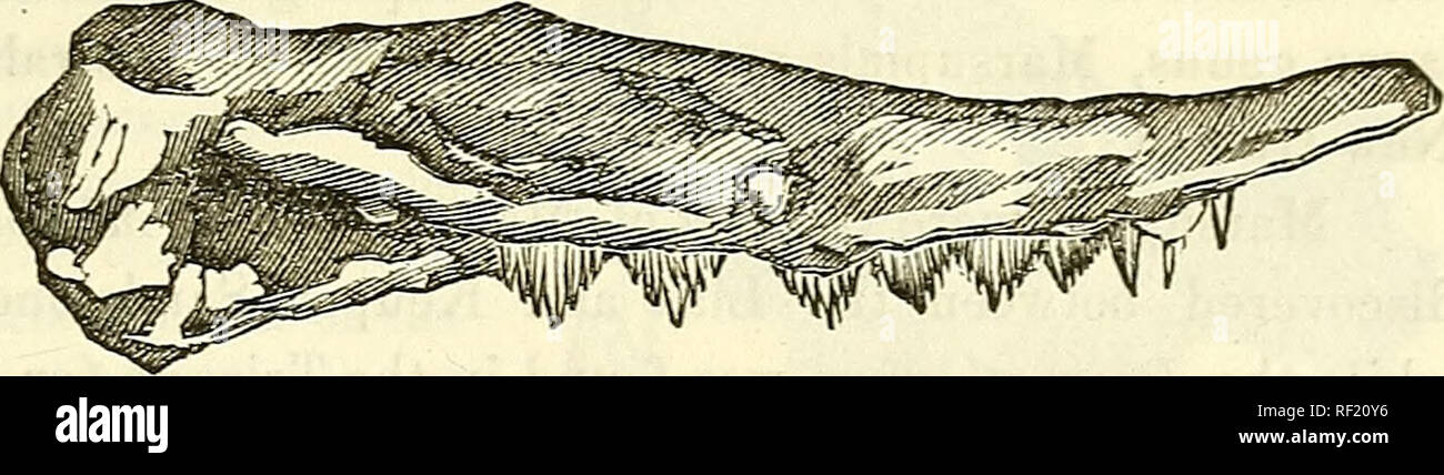 Zeuglodon cetoides hi-res stock photography and images - Alamy