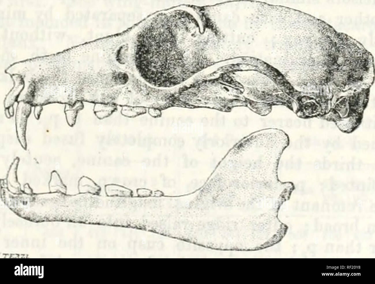 . Catalogue of the Chiroptera in the collection of the ... Museum ...